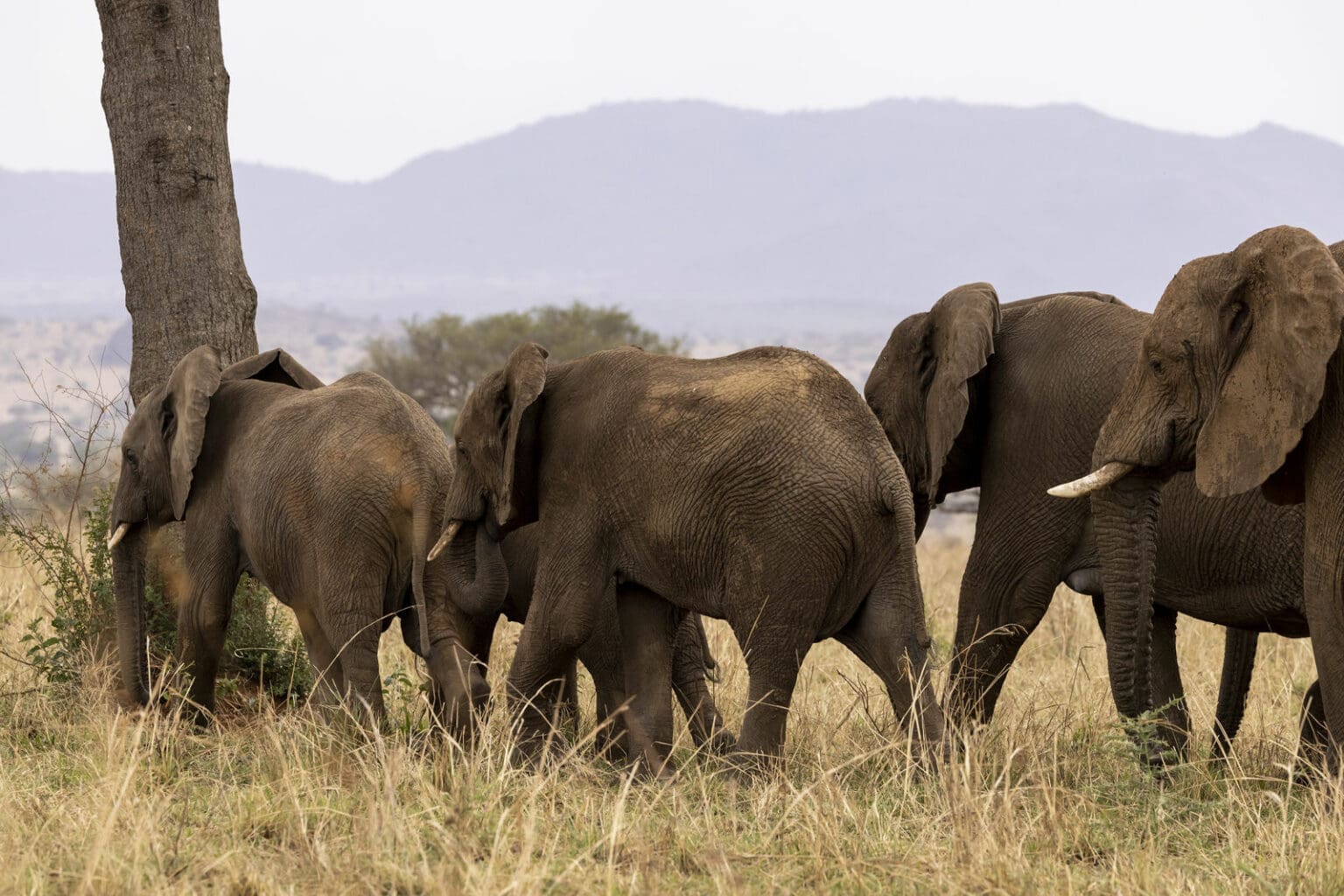 In search of wildlife in Kenya: animals in the spotlight! | Charlie's ...